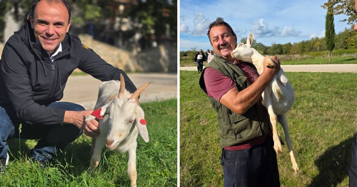 Prva koza Poreča: Grad je za 500 eura usvojio 'La mulu', žele širiti ...