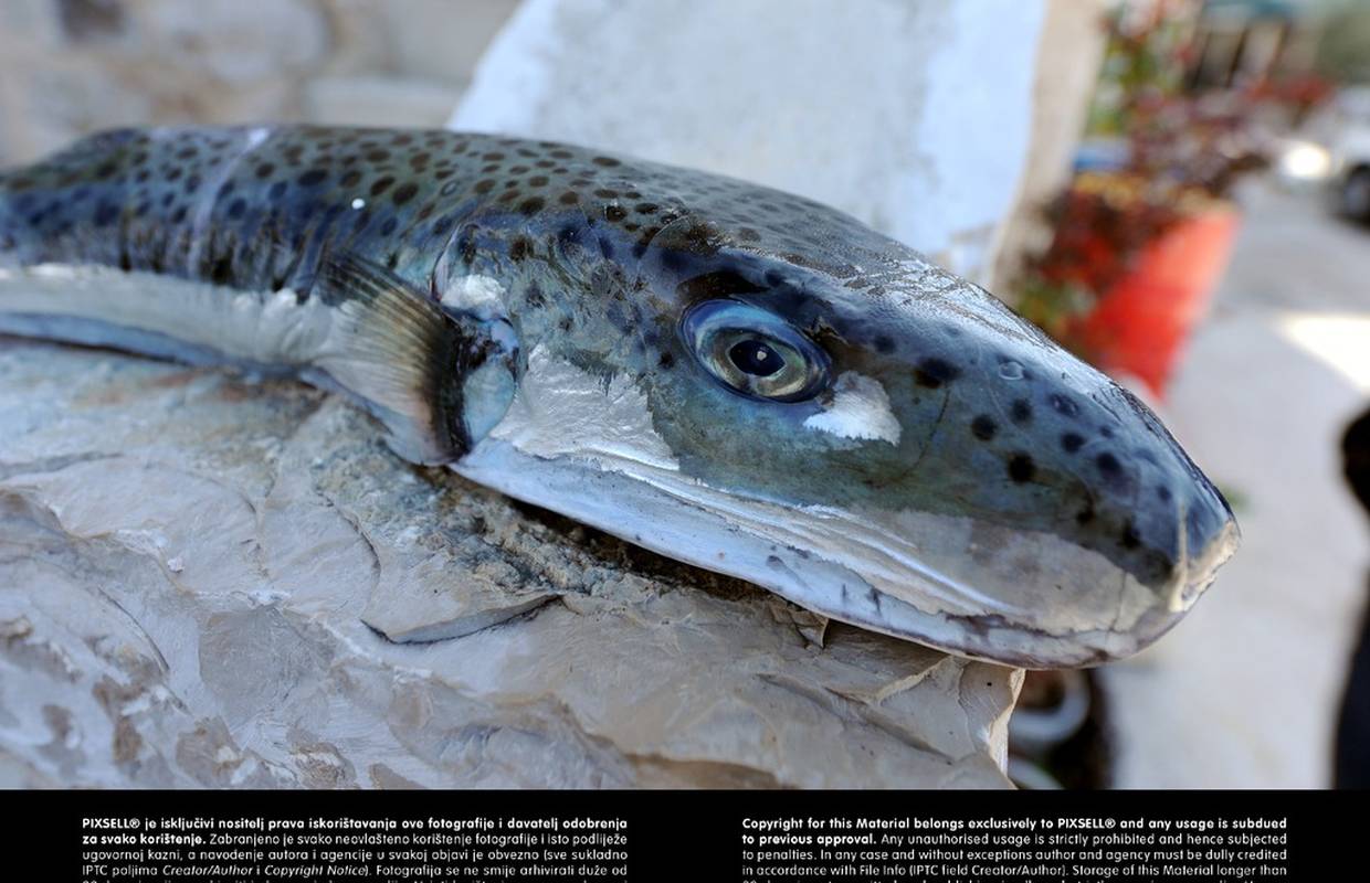 Jedna od najotrovnijih riba na svijetu, fuga, pliva i Jadranom | 24sata