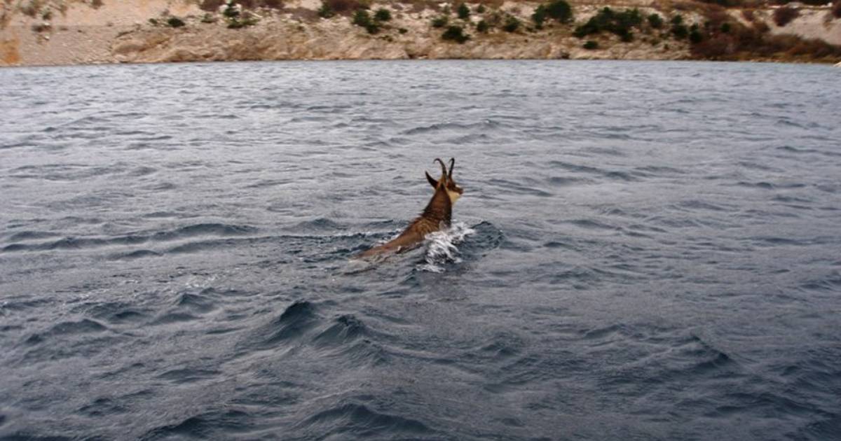 Divokoza je skočila u more i preplivala cijeli Bakarski zaljev | 24sata