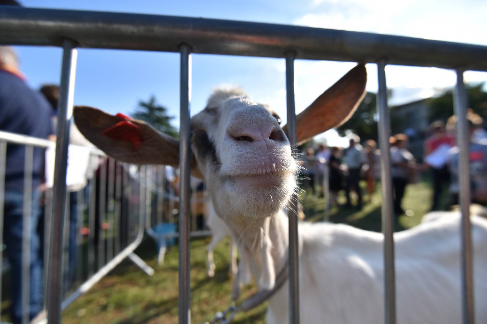 Galerija slika - Meee, meee, meee, ja sam Bianca, najljepša koza u ...
