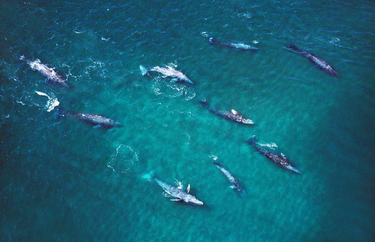 Migracije sivog kita | 24sata