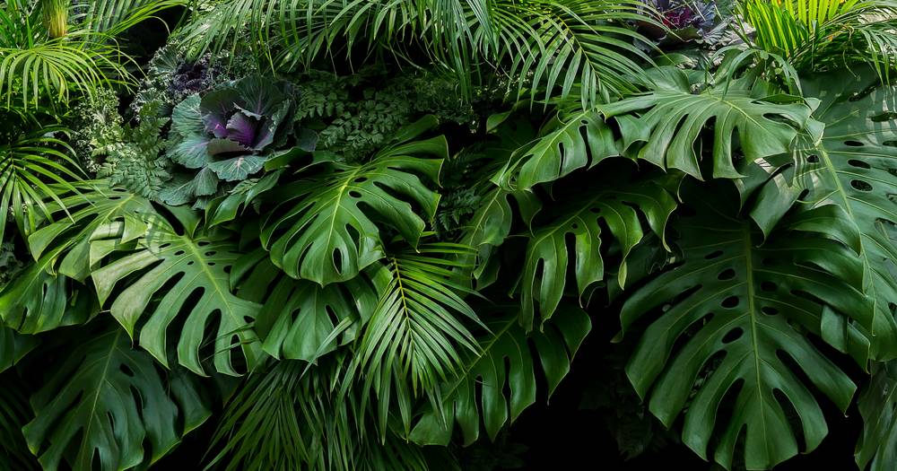 Raskošne tropske biljke koje rastu i u gradskim stanovima | 24sata