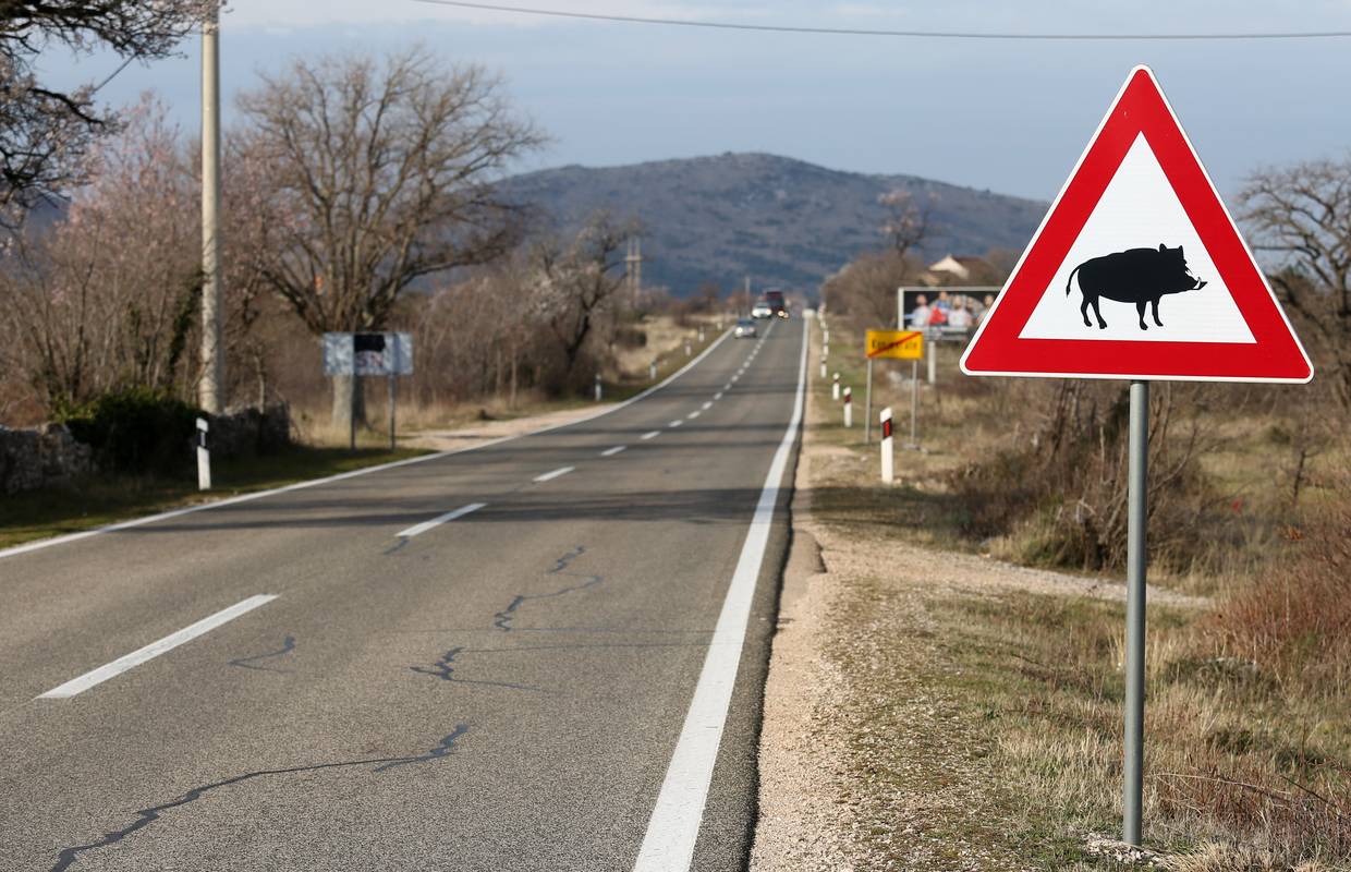 Životinje na cesti - oprez vozači: Preko 400 naleta na životinje oko ...