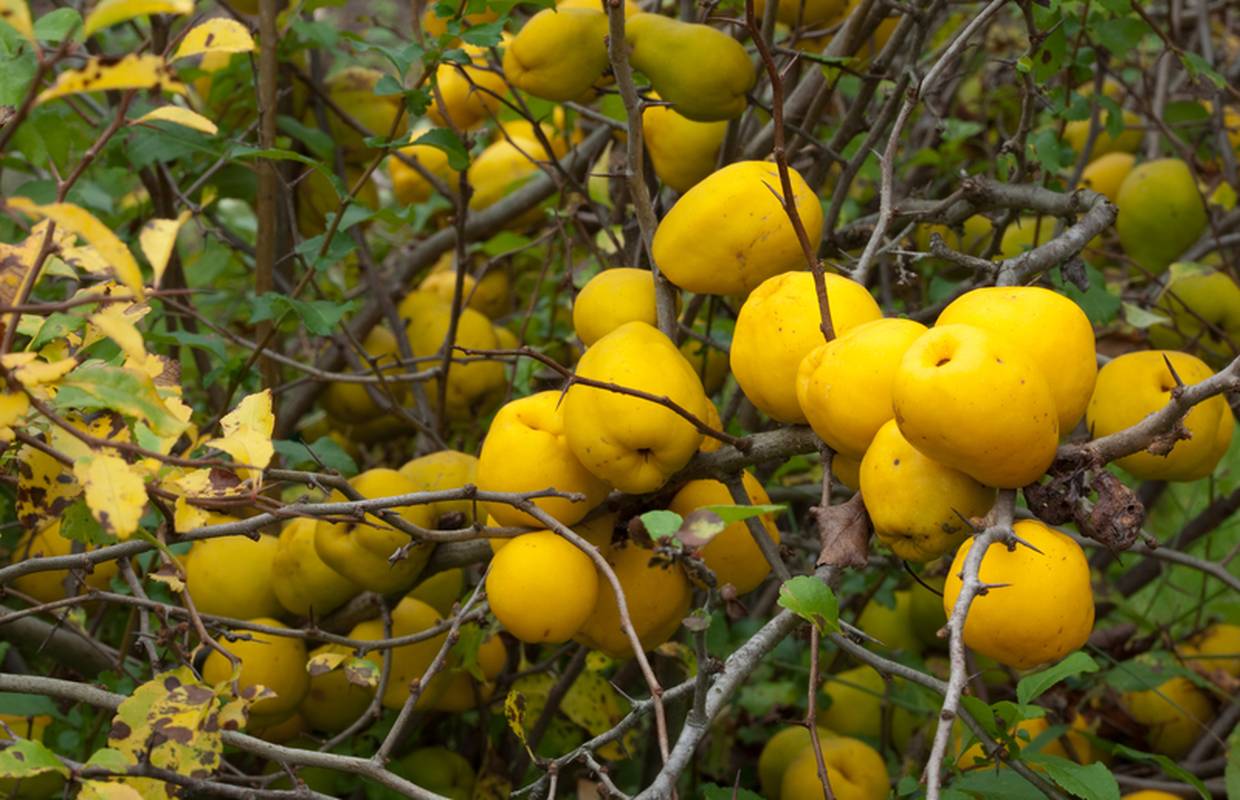 Japanska dunja: Ukrasna biljka od čijih se plodova radi pekmez | 24sata