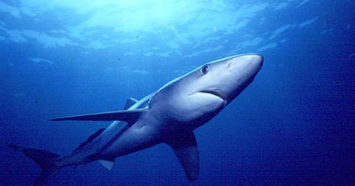 Lijep, ali opasan: Morski pas modrulj stanuje i u Hrvatskoj | 24sata