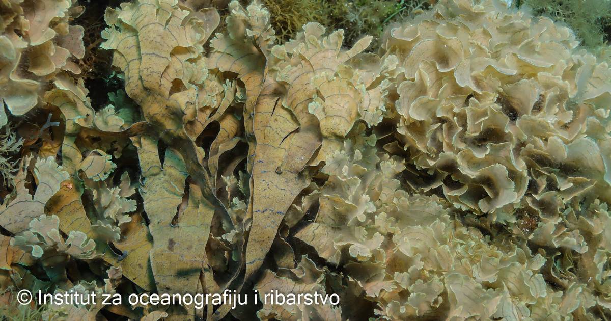 Na Jadranu se pojavila invazija opasne alge: 'U tri godine ona pokrije ...