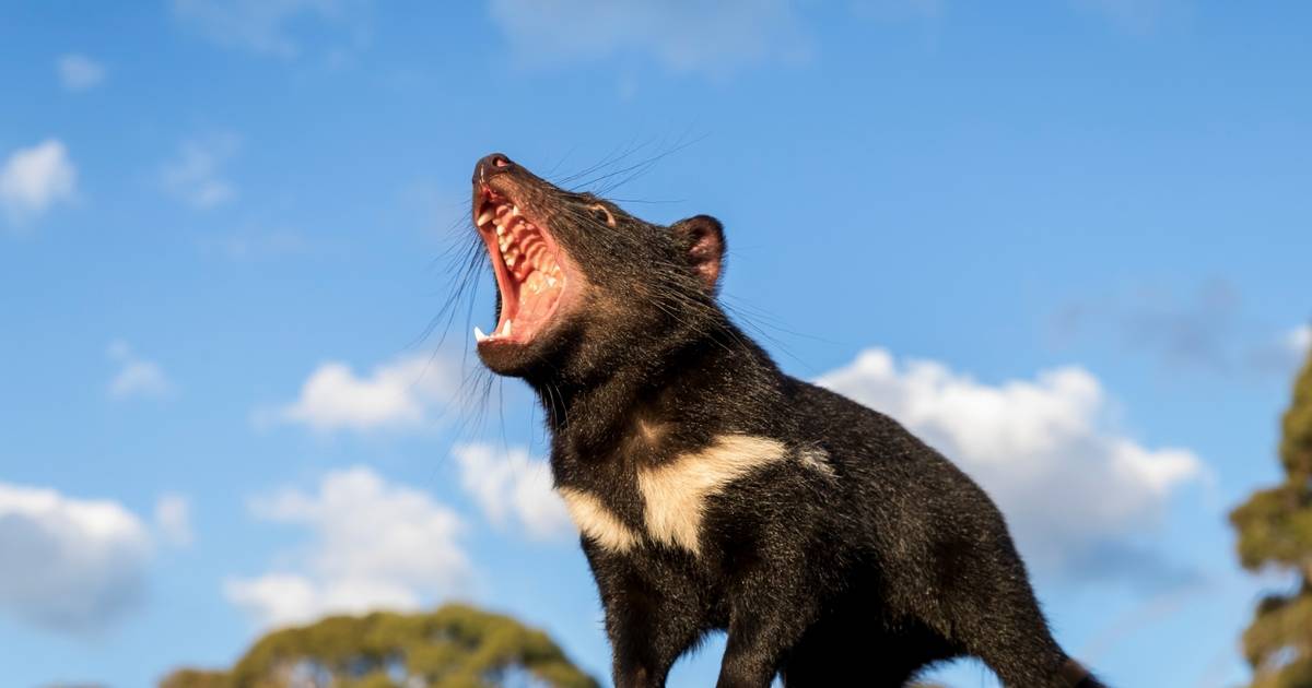 Važni za ekosustav: Tasmanski vrag opet u australskoj divljini | 24sata