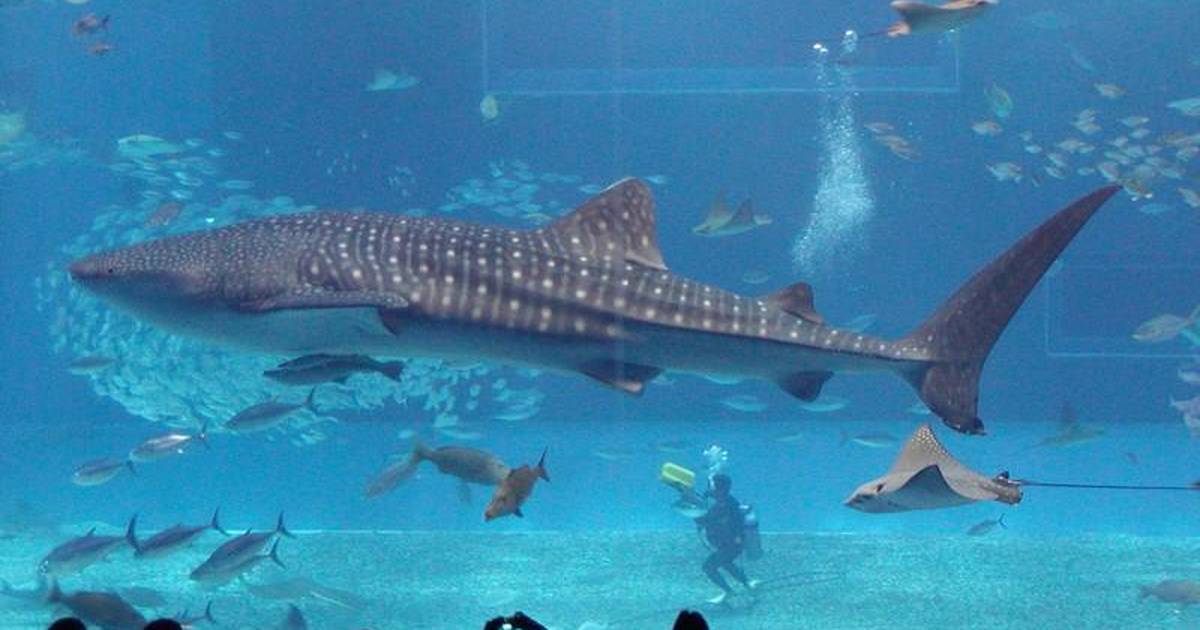 Tigrasti morski psi: Predatori čudnih prehrambenih navika | 24sata