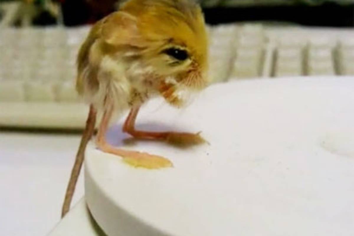 Upoznajte patuljastog skočimiša, najmanjeg glodavca | 24sata