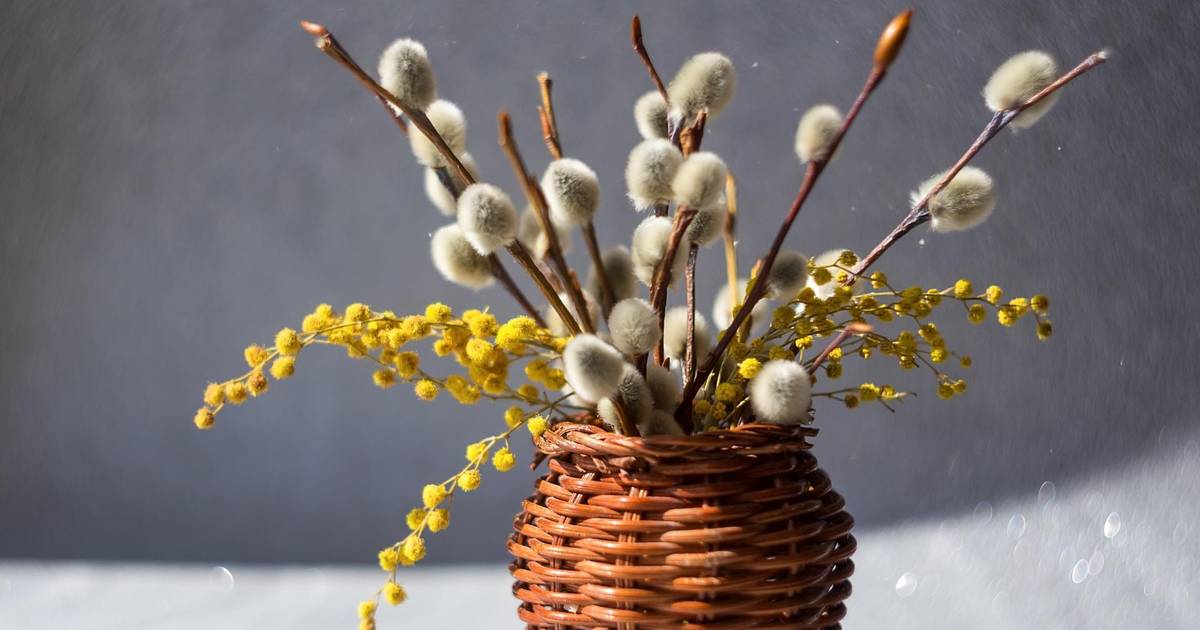 Cica mace ne moraju biti u vodi, a možete ih isplesti i u vijenac | 24sata