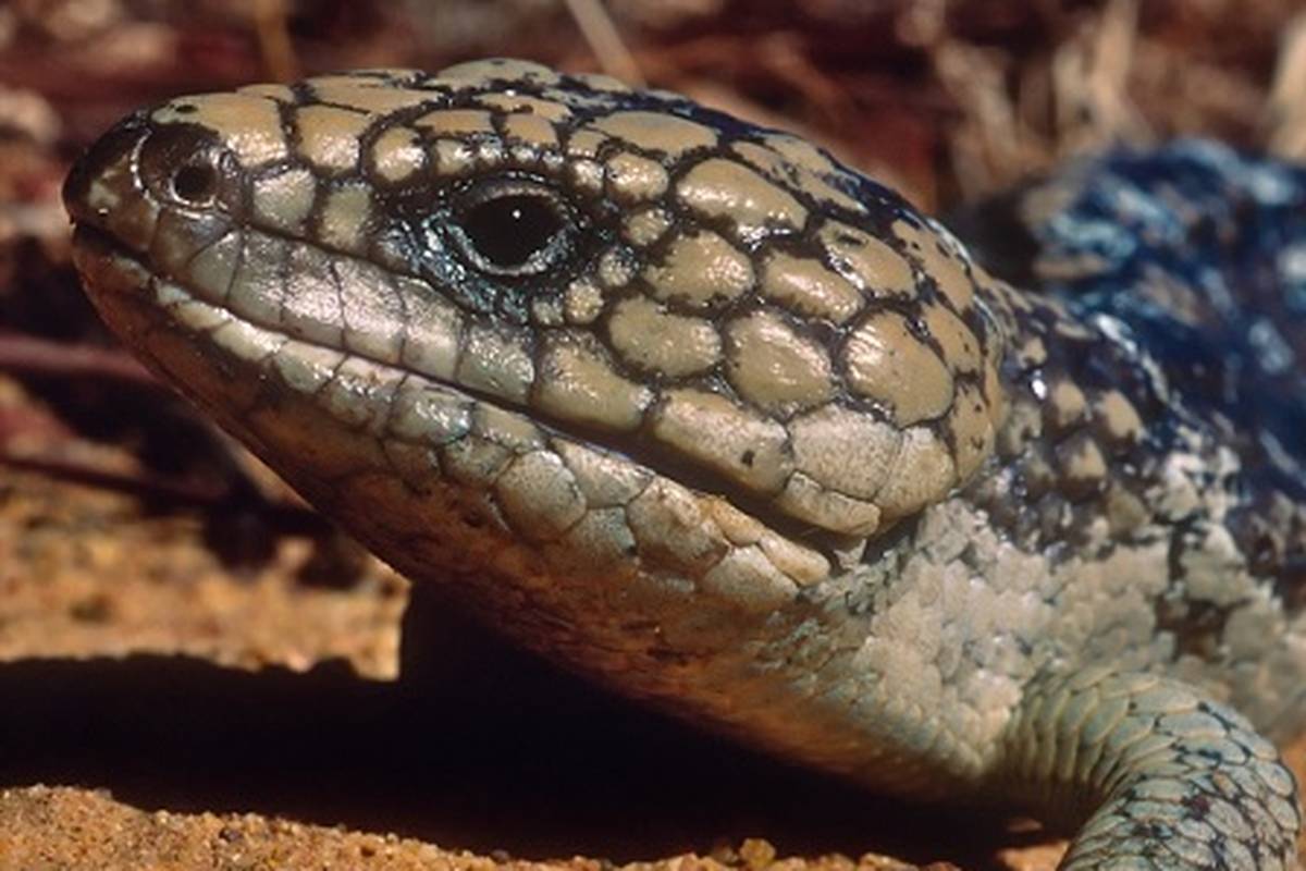 Znanstvenici primjetili: Gušter istovremeno polaže jaja i 'rađa' | 24sata