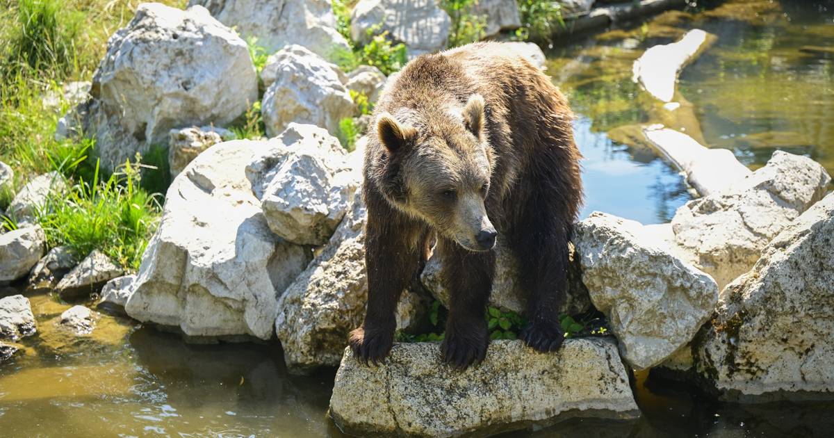 ZOO Zagreb slavi 100 godina! | 24sata