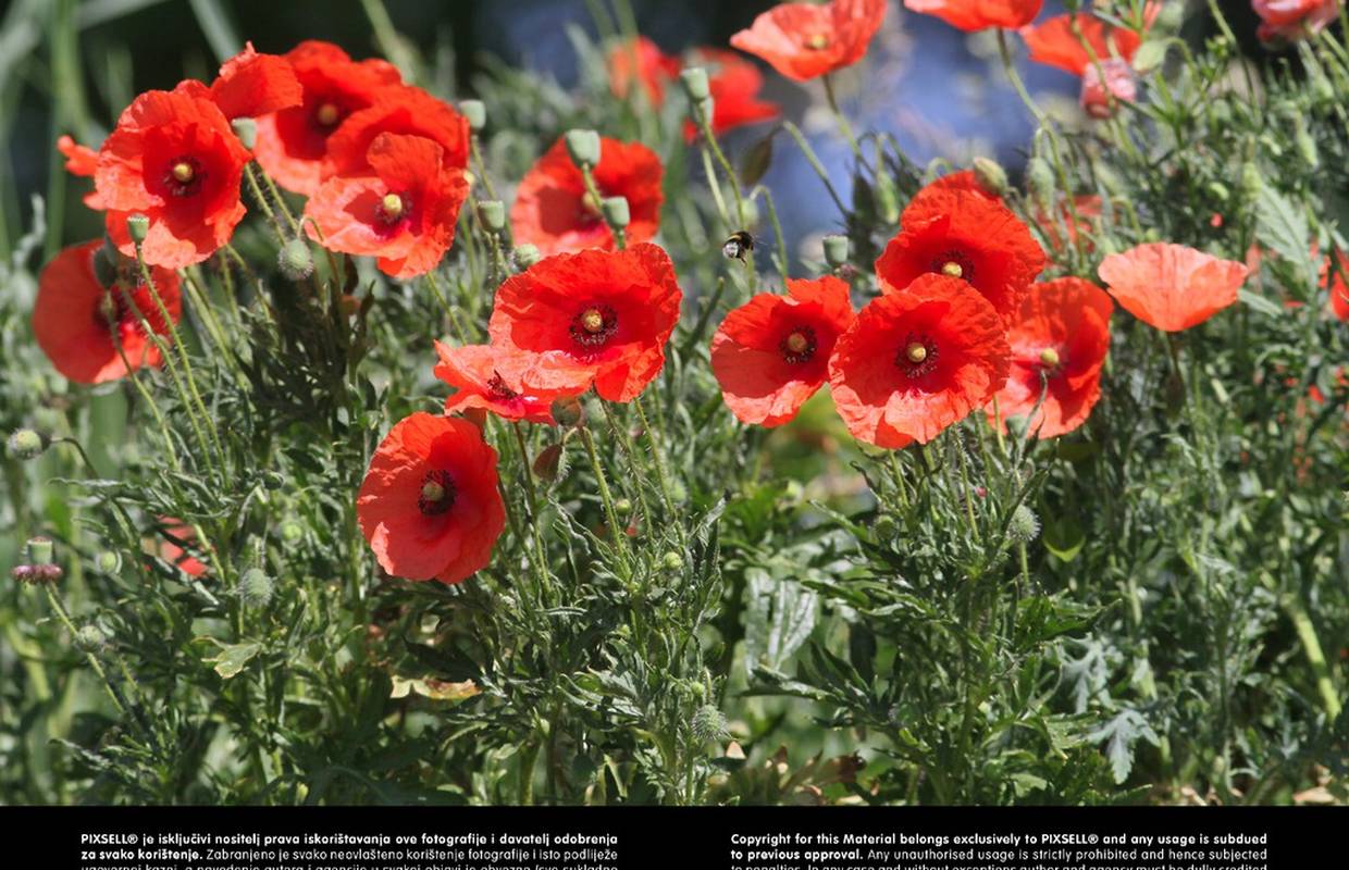 Kako napraviti herbarij? | 24sata