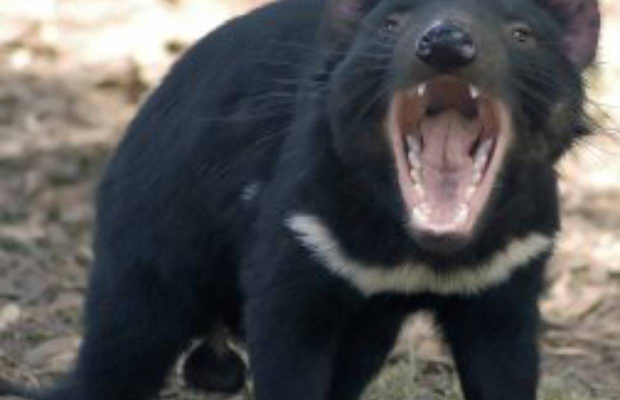 Ispušta smrad: Tasmanijski vrag nikad ne dijeli svoj ručak s drugima ...