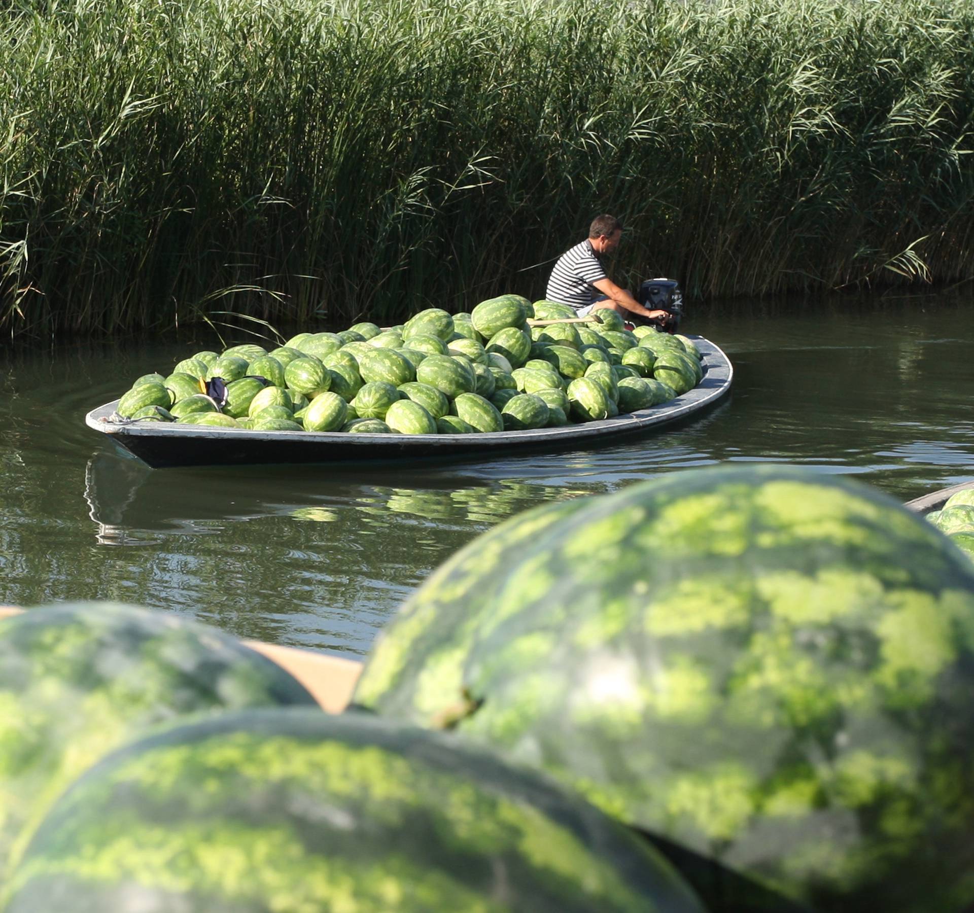 Galerija slika - Lubenice na Neretvi stoje kunu i pol, a u dućanima su ...