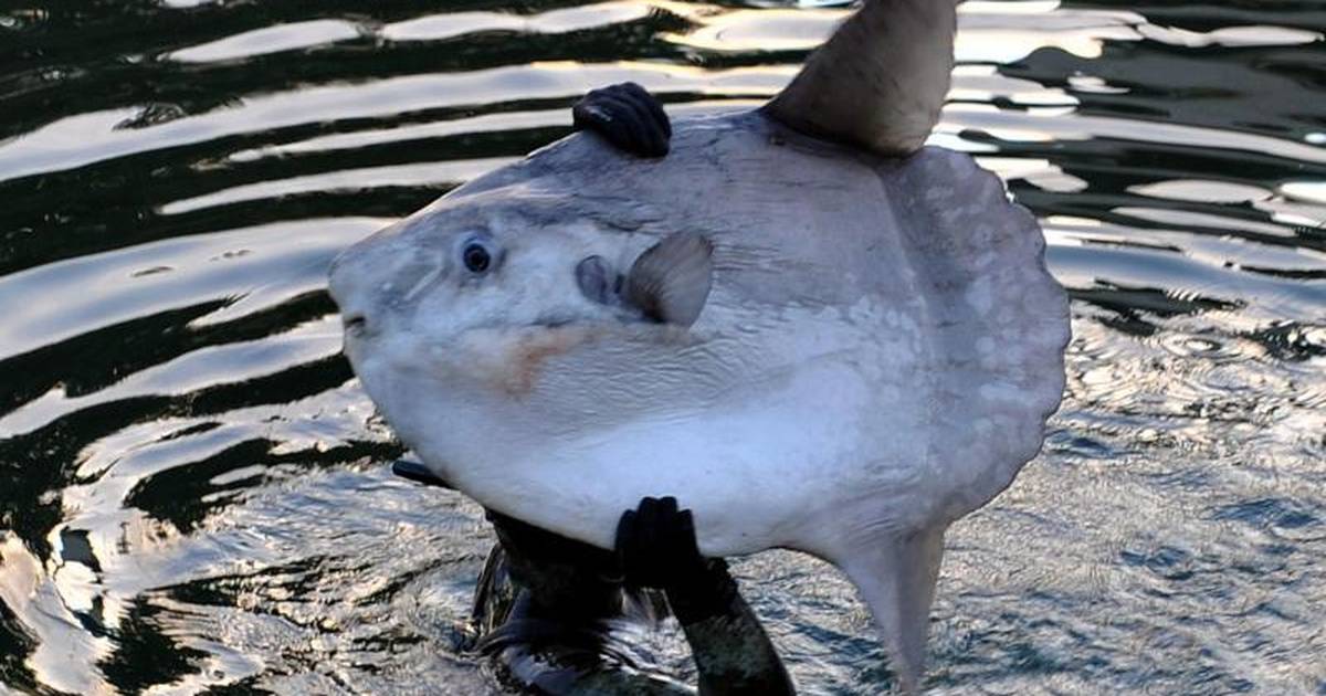 Ponovo u Rječini: Veliki se bucanj vratio po treći put | 24sata