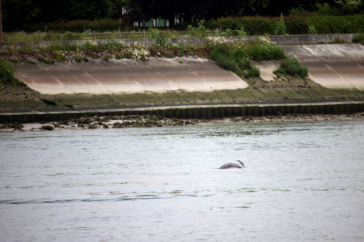 Kit beluga zalutao u Seineu | 24sata
