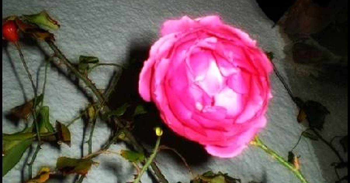 Cres: Procvjetala zimska ruža razveselila prolaznike | 24sata