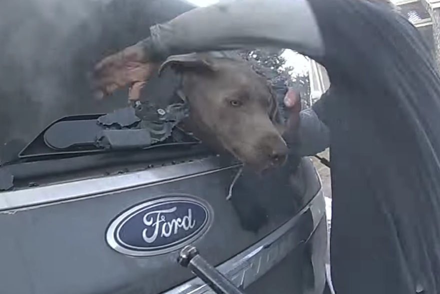 Policajac spasio psa iz gorućeg automobila, nazivaju ga herojem | 24sata