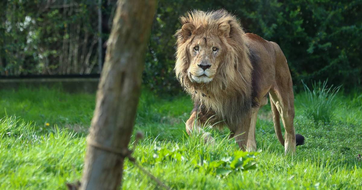 Tuga u zagrebačkom ZOO-u: 'Napustio nas je naš lav Leo' | 24sata