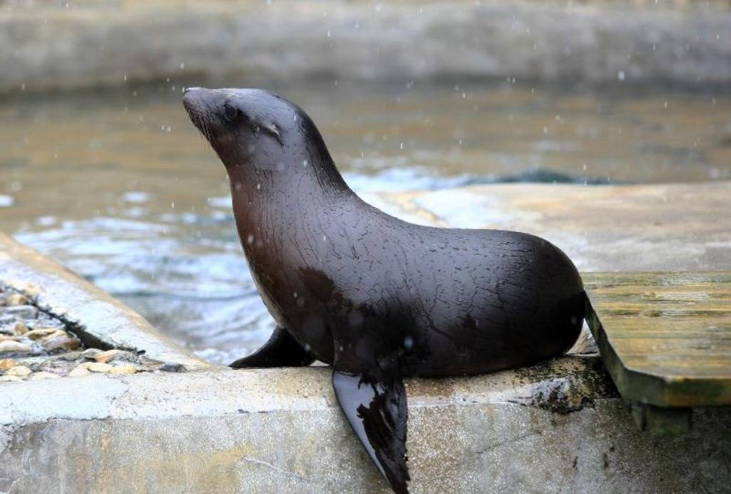 MORSKI LAV - najnovije objave | 24sata