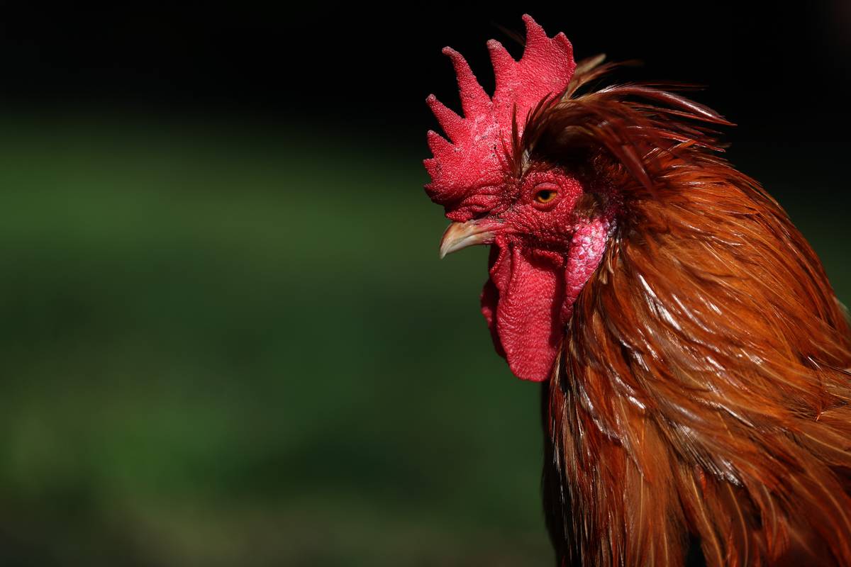 Pijetao ubio vlasnika: Oštricom na nozi mu je isjekao prepone | 24sata