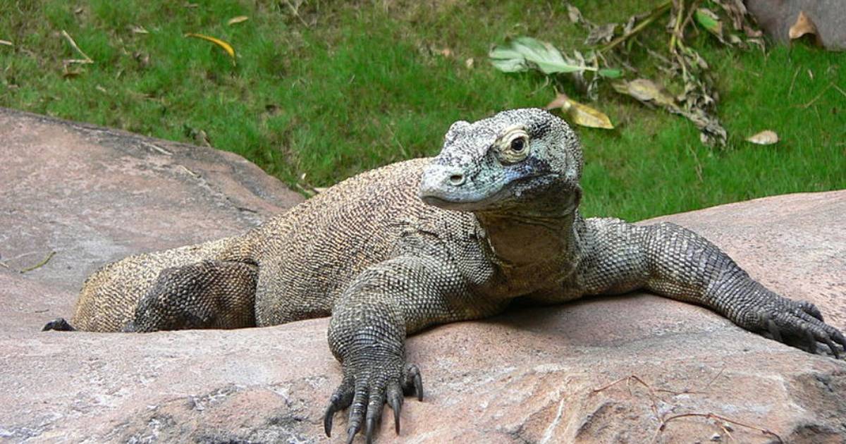 Gušteri veliki tri metra i teški 150 kilograma žive na Komodu | 24sata