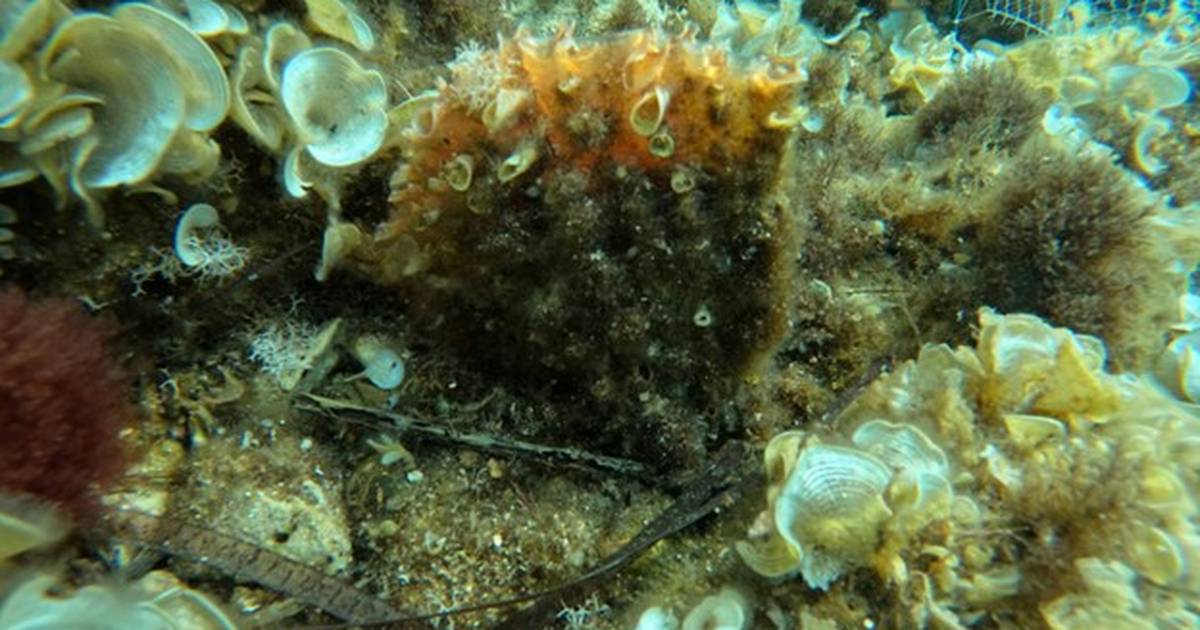 Bodljikava periska stigla je i u hrvatsko more: 'Zaštićena je, a ...