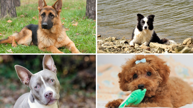 VRSTE PASA - najnovije objave | 24sata