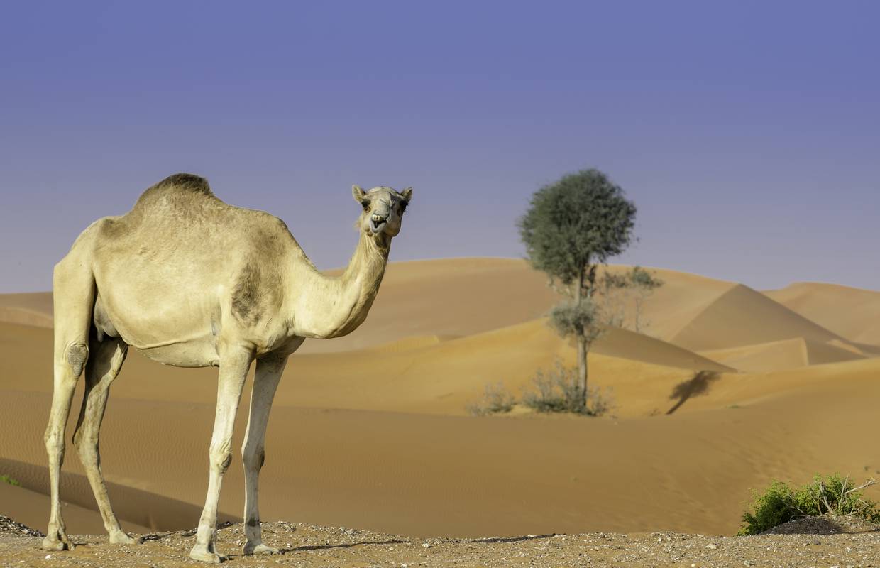 Uzgoj biljaka u pustinji navodnjavanjem slane vode | 24sata