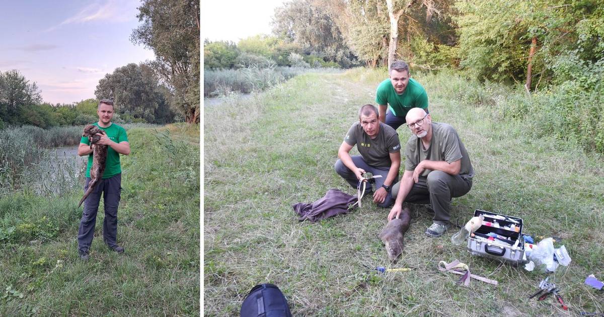 Stručnjaci u Kopačkom ritu prate populaciju vidre: 'Dugo ga čekamo ...