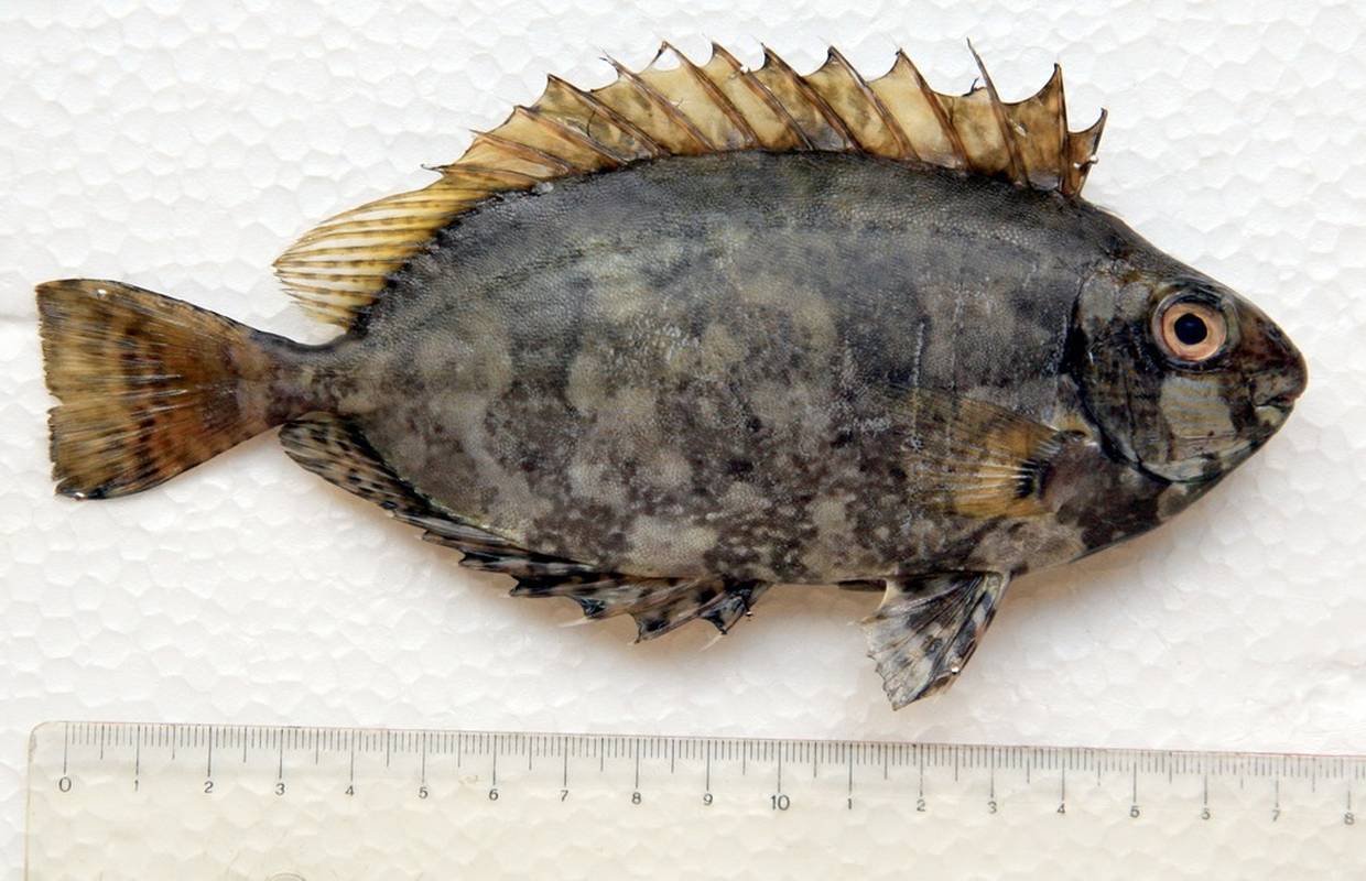 Neobična riba iz Indijskog oceana doplivala do Mljeta | 24sata