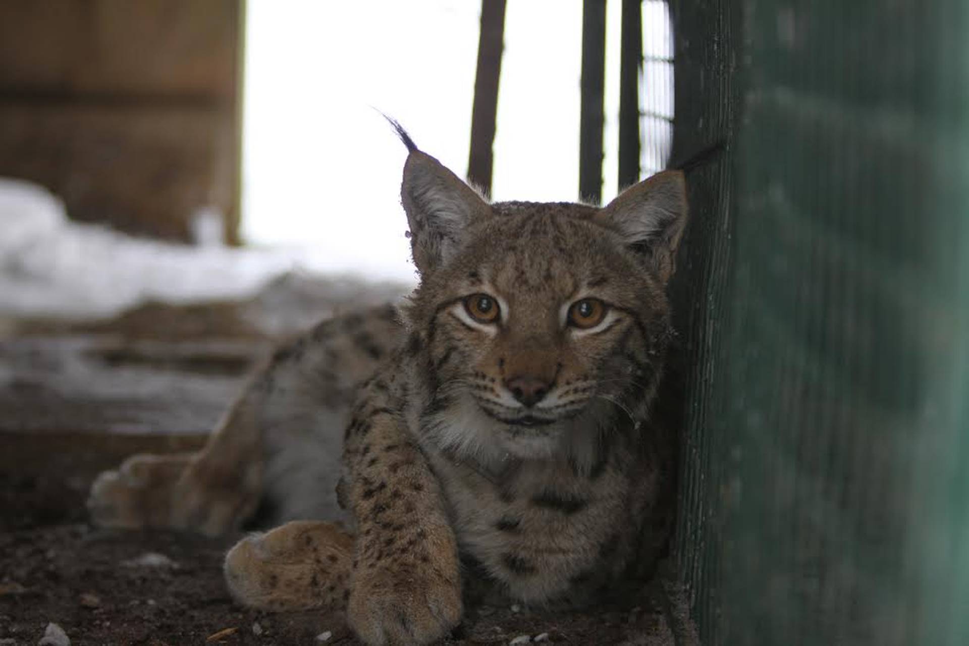 Galerija slika - Smirena životinja i samotnjak: Ris ljude promatra iz ...