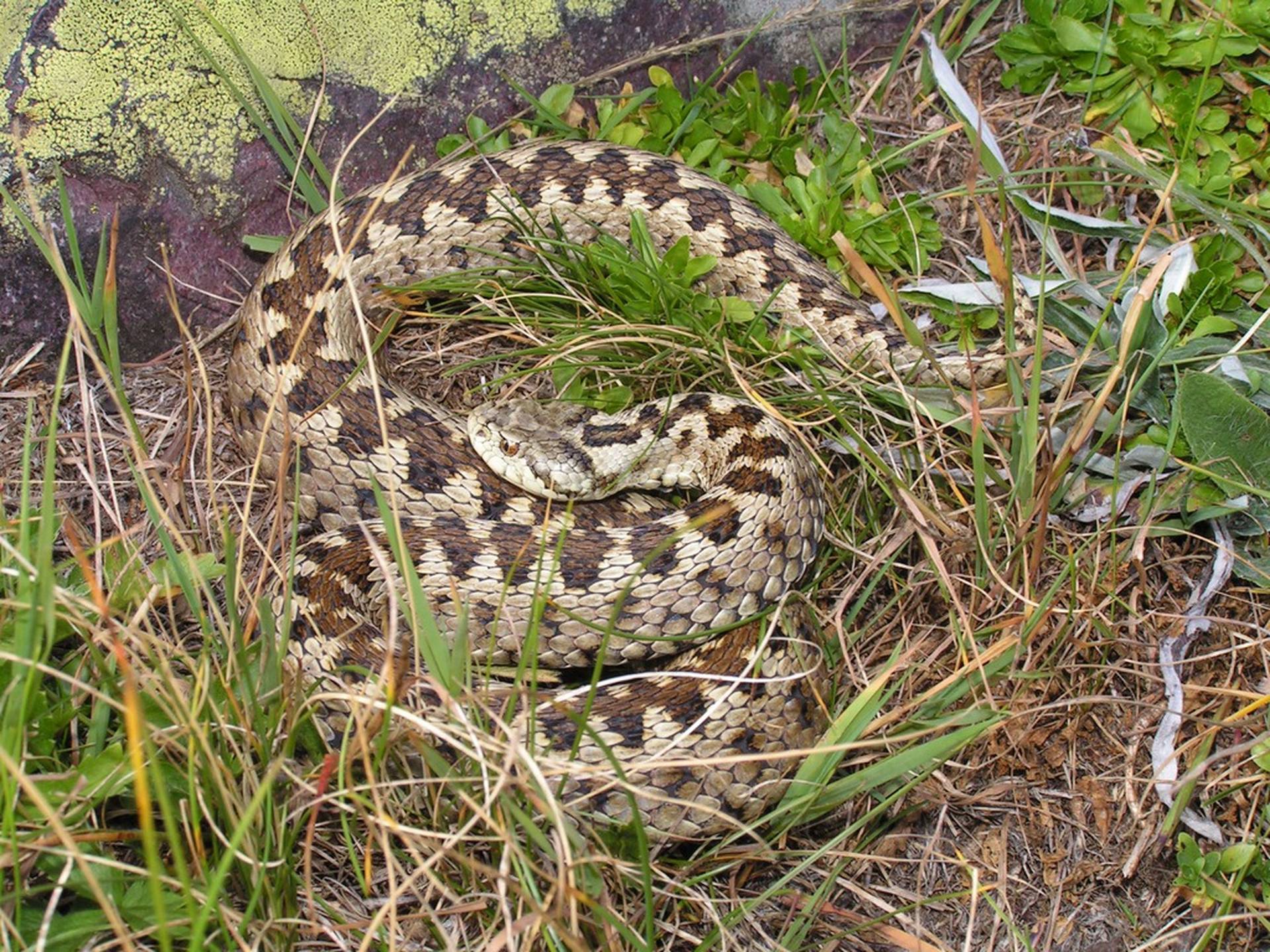 Galerija slika - Pogledajte kako ih prepoznati: Otrovne zmije u ...