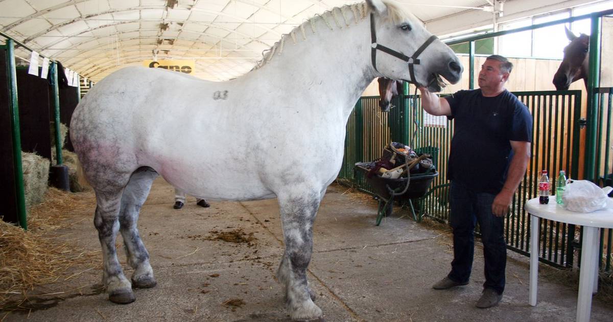 MEGA-KOBILA: Kanca je teška 1350 kila i glavna je na farmi | 24sata